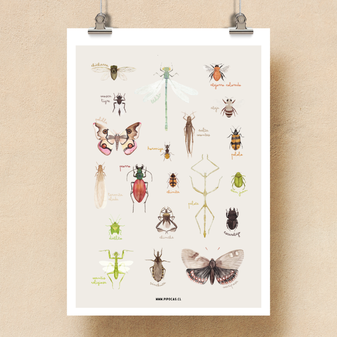 Insectario - Pipocas