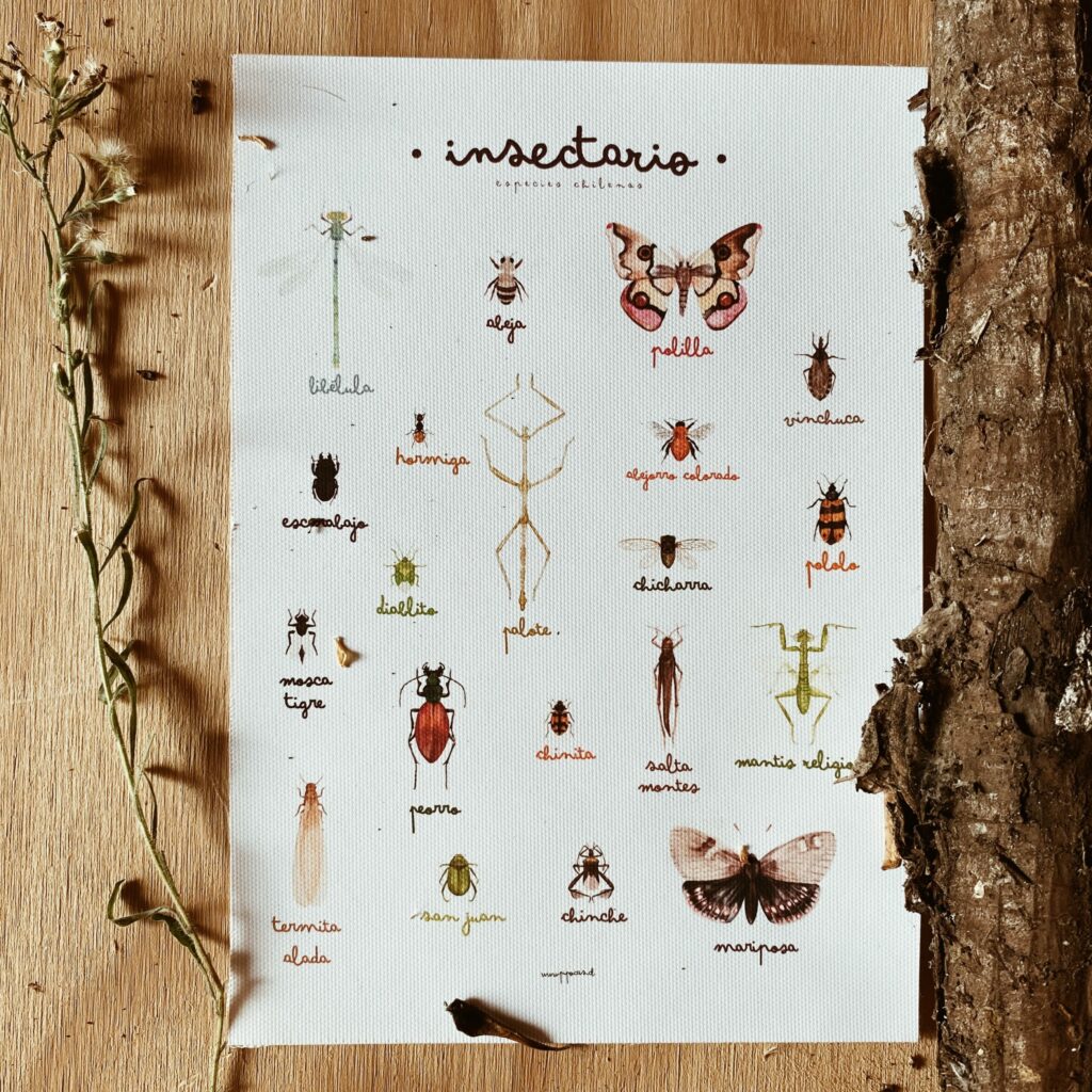 Insectario - Pipocas