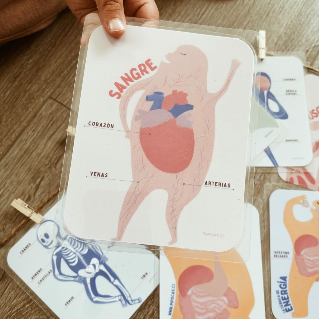 ¿Qué hay dentro de mi cuerpo? - Pipocas