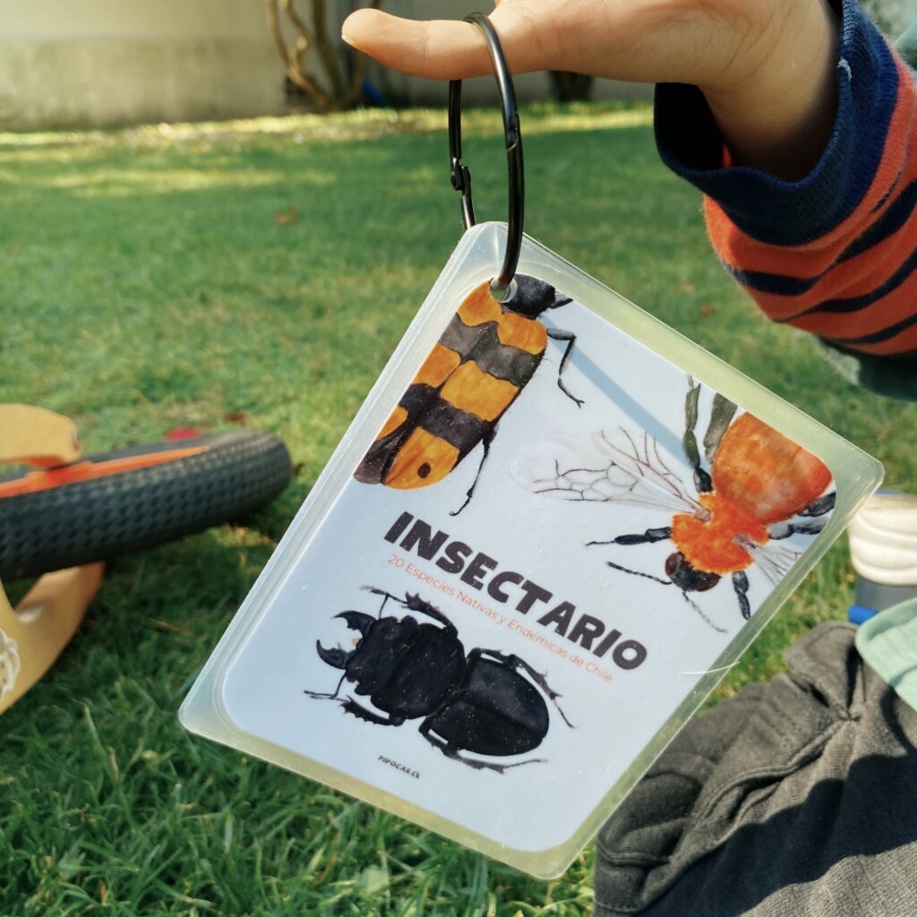 Insectario - Pipocas