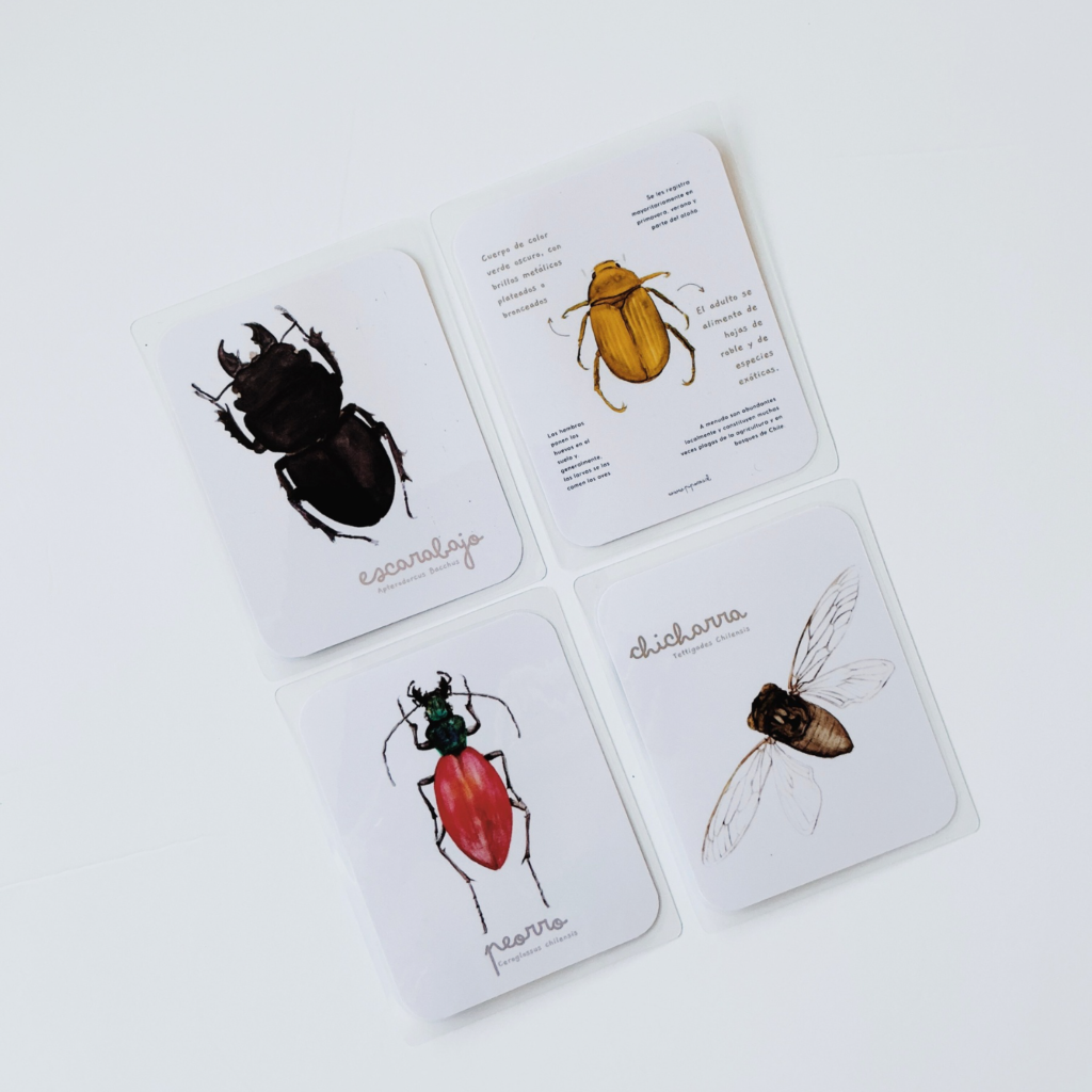 Insectario - Pipocas